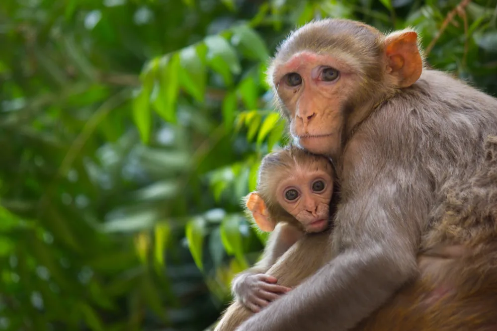 A Controversial Human-monkey Chimera Has Been Created in China ...