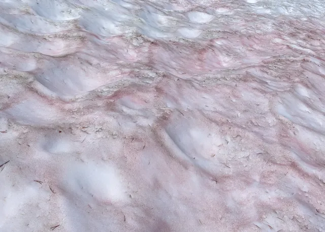 Yosemite National Park’s Highest Peaks Covered in Pink ‘Watermelon Snow ...
