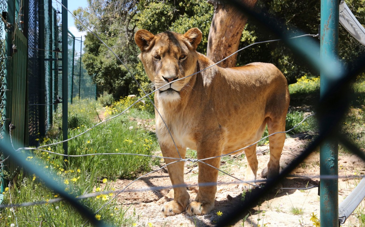 Dead Lion Walking: What Tourists Should Know About Canned Lion Hunts ...