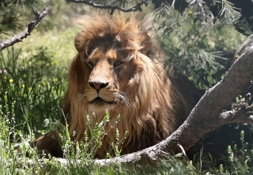 Dead Lion Walking: What Tourists Should Know About Canned Lion Hunts ...
