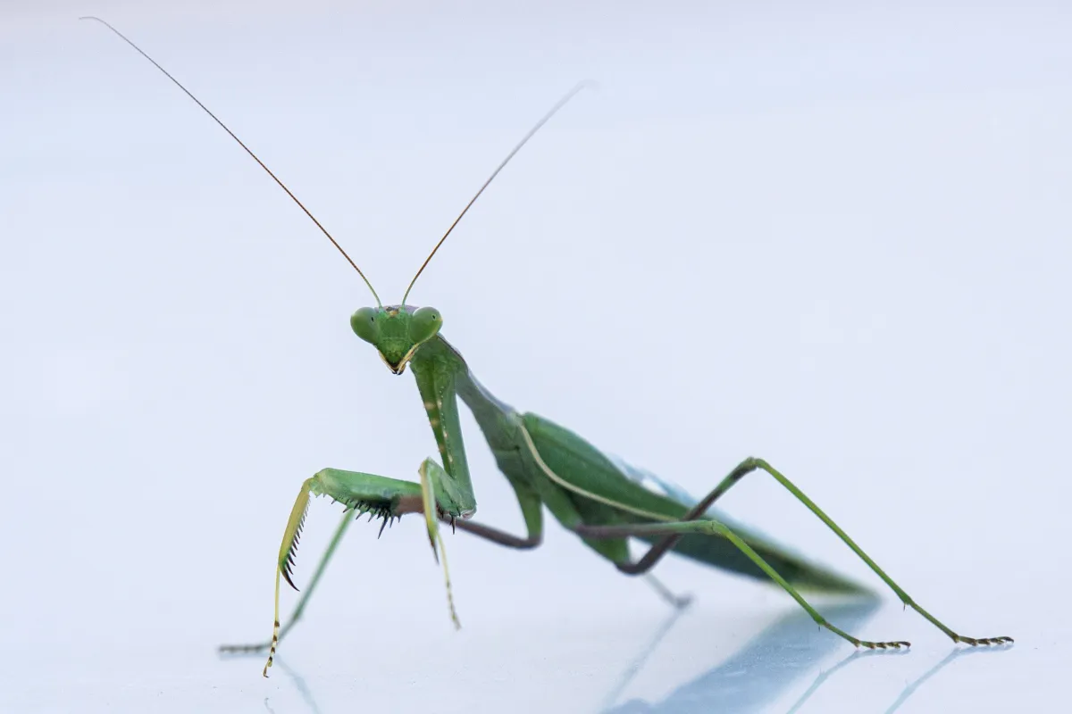 Cannibalism is Common in the Animal Kingdom – Here’s Why for Humans it ...