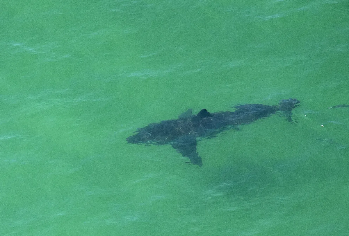 Great White Shark Bumps into Fishing Boat, Circles Dead Humpback Whale ...