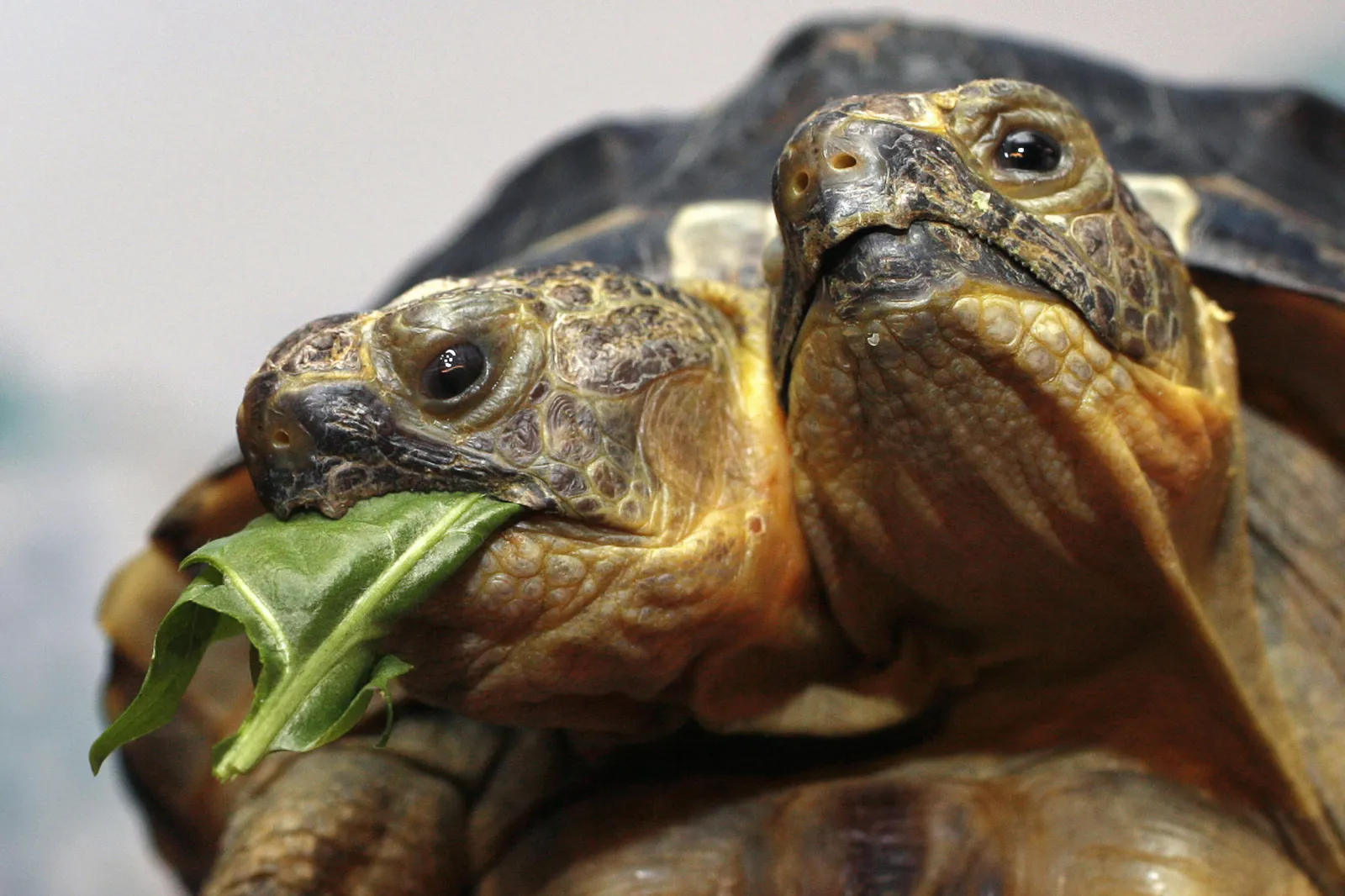Rare, Mutant Turtle Hatchling With Two Heads Found on South Carolina ...