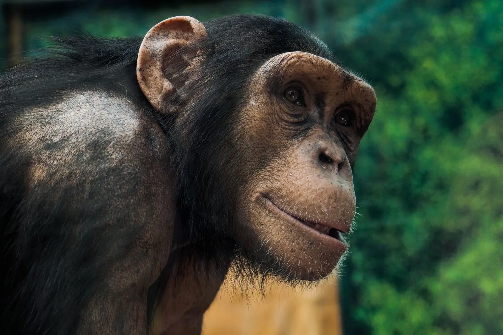 Chimpanzee News & Latest Pictures From Newsweek.com
