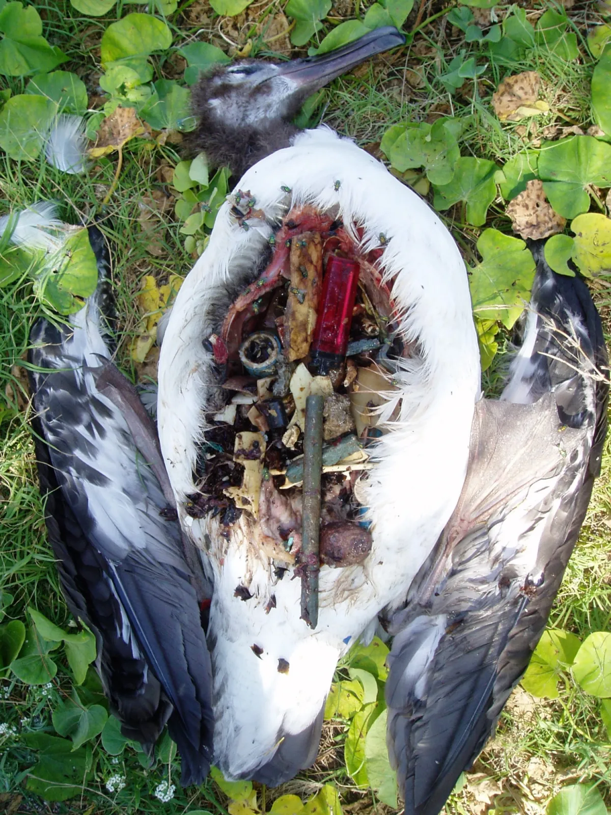 Heartbreaking Images That Show the Impact of Plastic on Animals in the ...