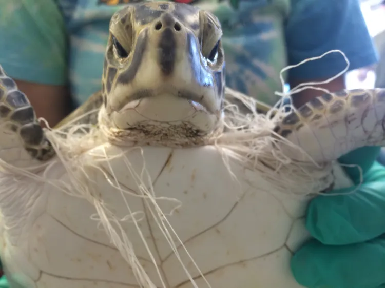 Heartbreaking Images That Show the Impact of Plastic on Animals in the ...