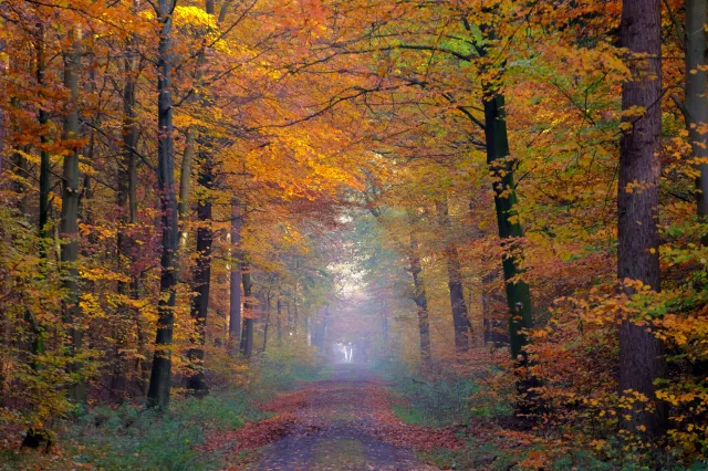Fall Images, Quotes in Honor of the First Day of Autumn - Newsweek