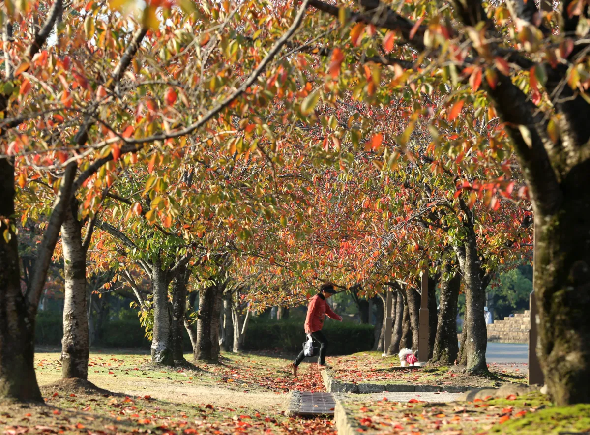 Fall Images, Quotes in Honor of the First Day of Autumn - Newsweek