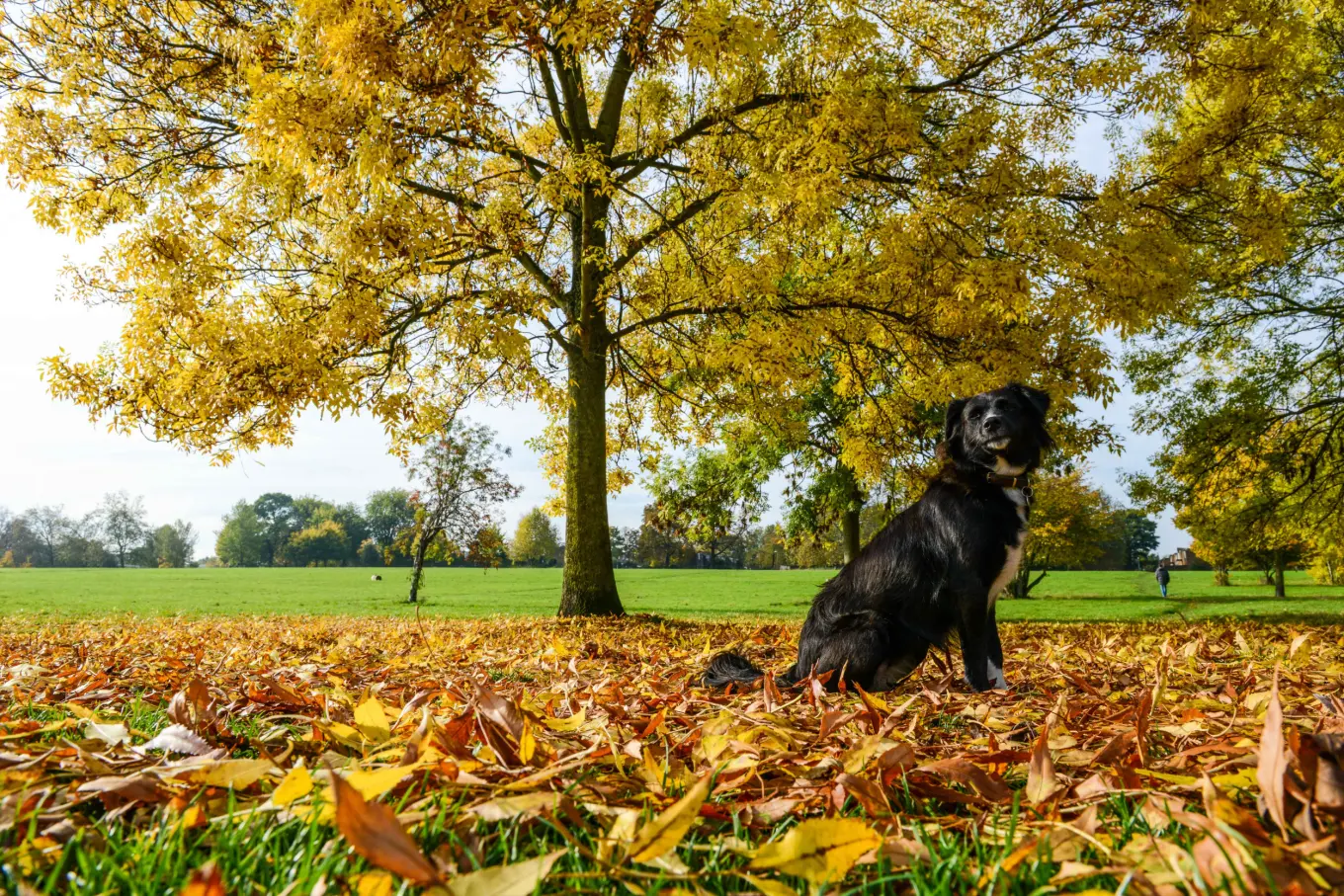Fall Images, Quotes in Honor of the First Day of Autumn - Newsweek