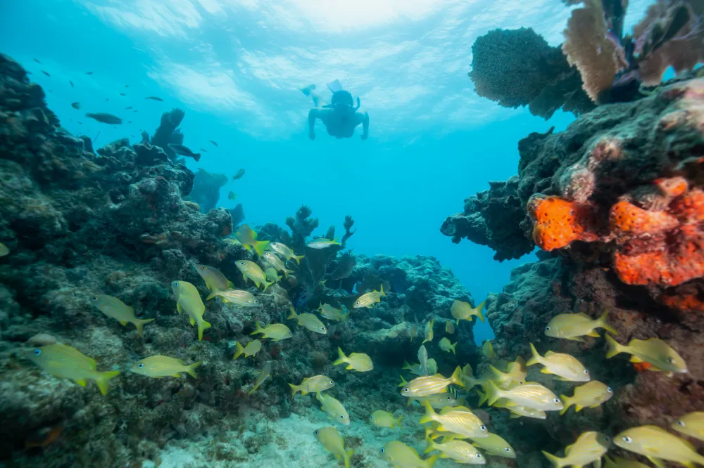 Coral Reefs Threatened by Mysterious Disease Compared to Ebola - Newsweek
