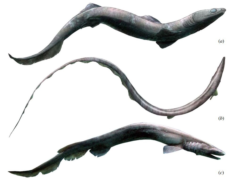 Ancient Primordial Shark Skulls Dating Back 360 Million Years Ago ...