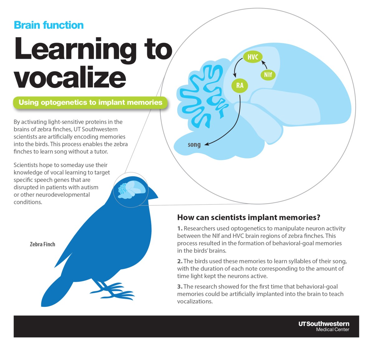 Scientists Have Implanted Memories Into Bird Brains - Newsweek
