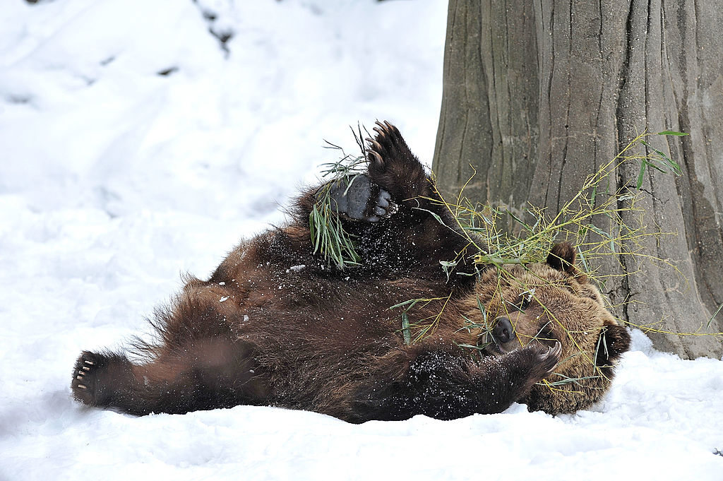 Here’s Everything You Need to Know About Fat Bear Week - Newsweek