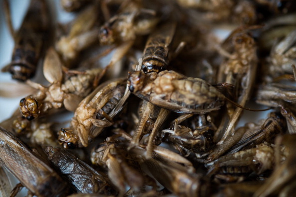 Swarm of Crickets Taking Over San Antonio Has Residents, ... - Newsweek