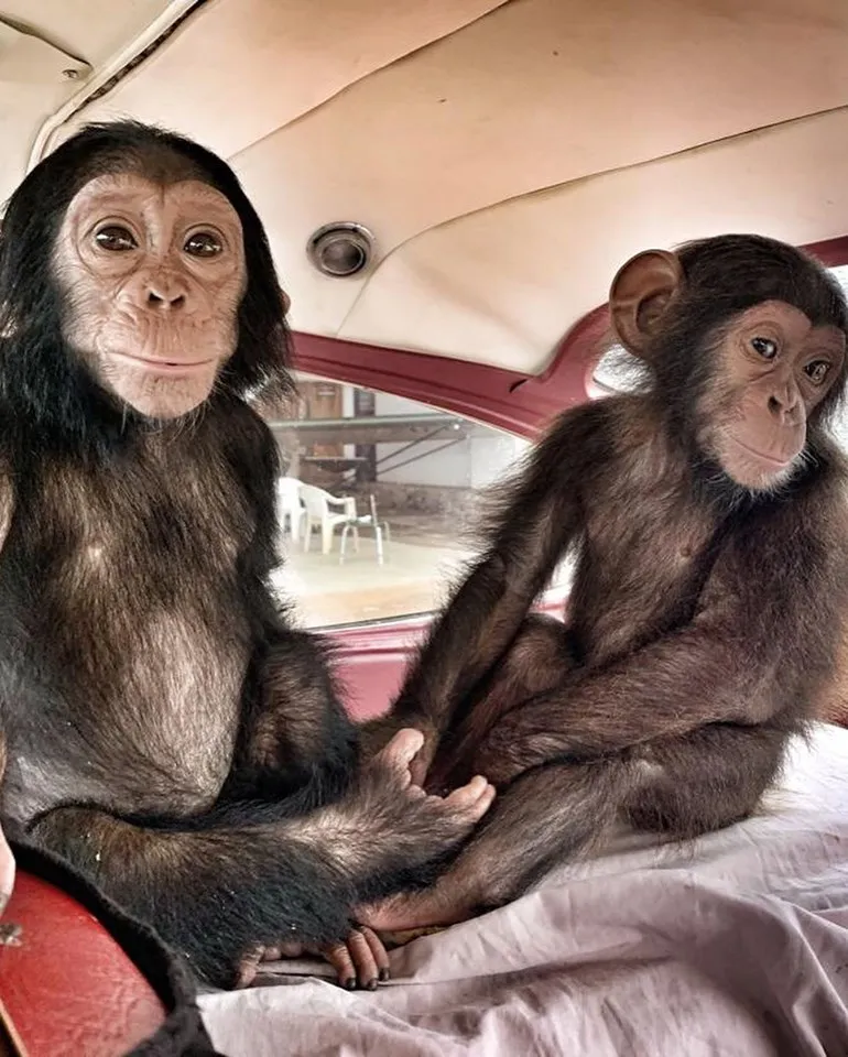 The Eye of This Chimp Saved From Poachers Changed Color Because of the ...
