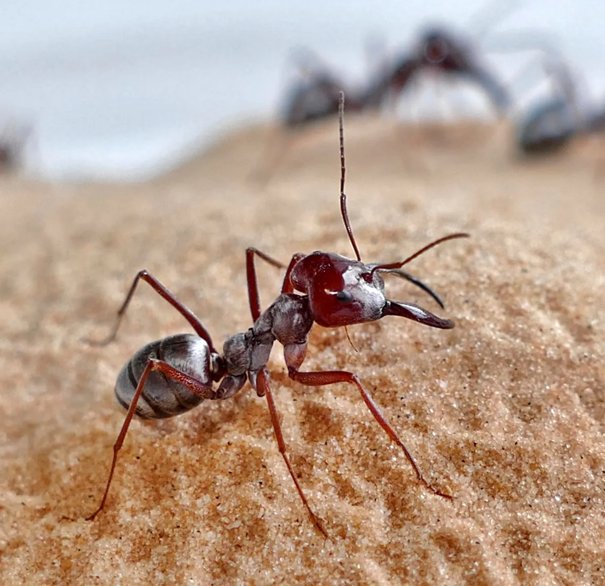 These Ants Can Travel 108 Times Their Own Body Length in a Single ...