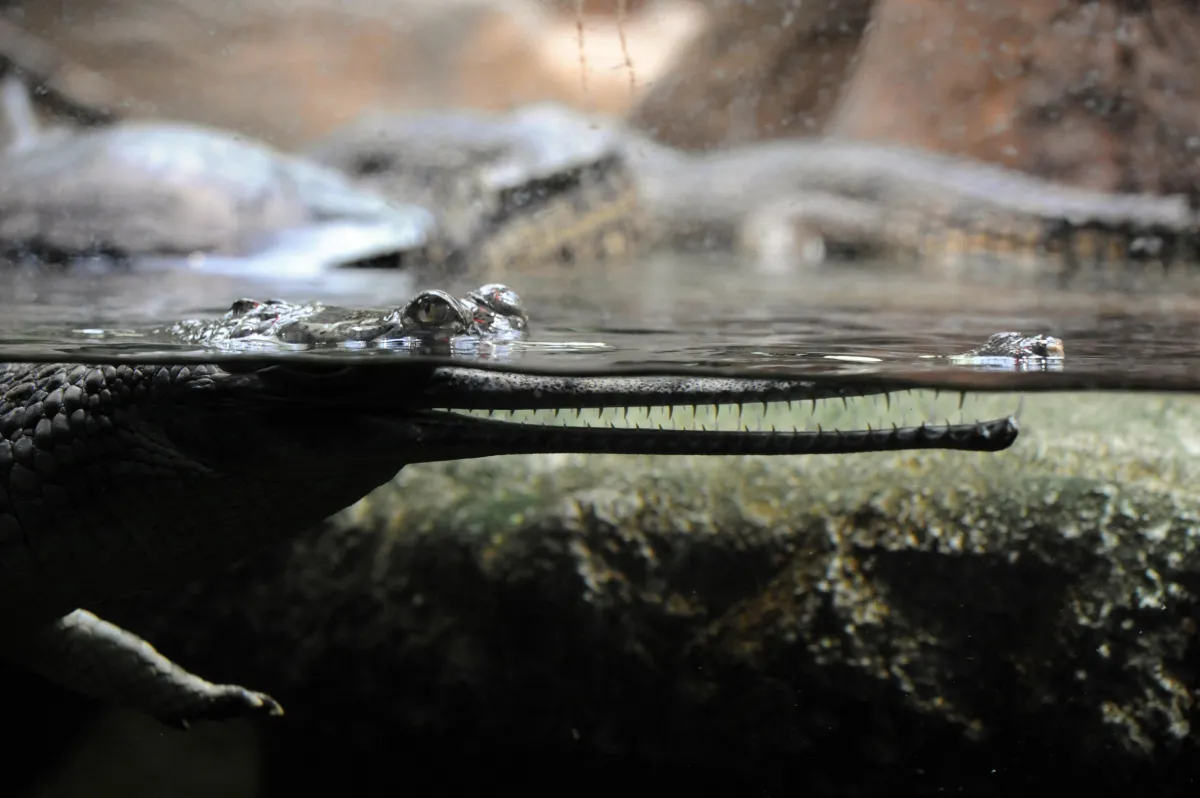 National Reptile Day: A List of the World’s Strangest Reptiles - Newsweek