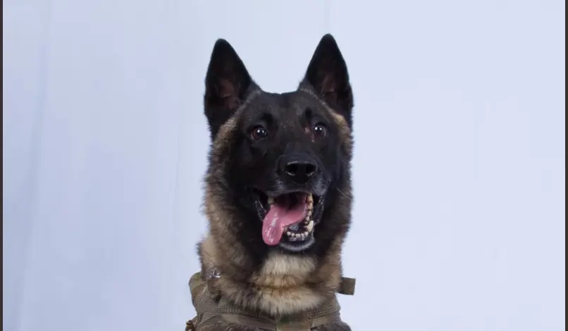 Classified Name Revealed of Special Ops Hero Dog Wounded in Syria Raid ...