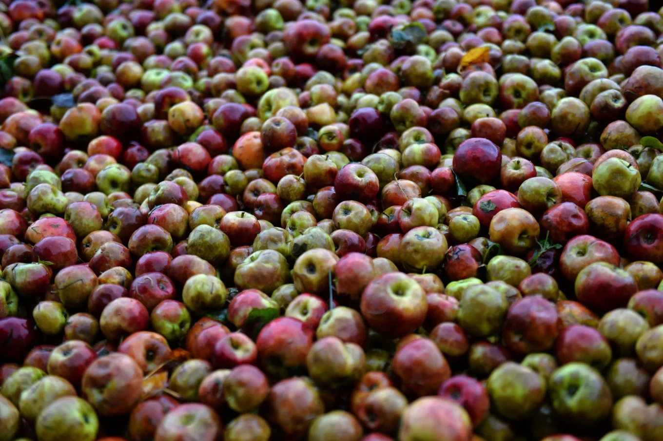 Apple Recall: Honeycrisp, Fuji and Other Apples Recalled Over Listeria ...