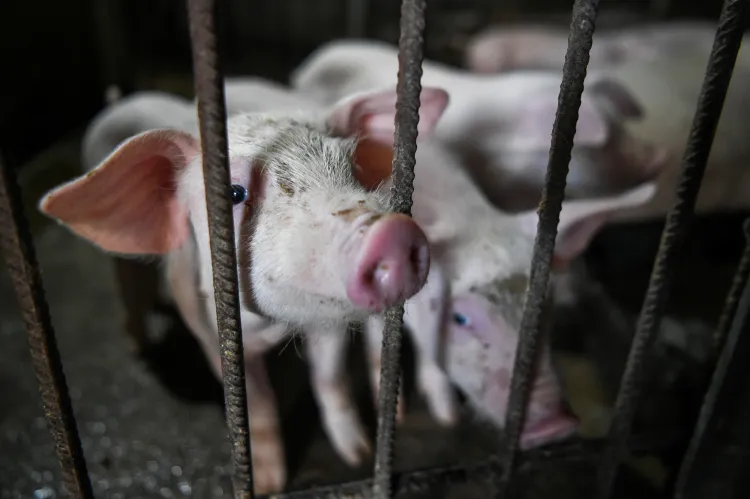 PETA Urges Chinese Researchers to Stop Using Live Animals as Crash Test ...