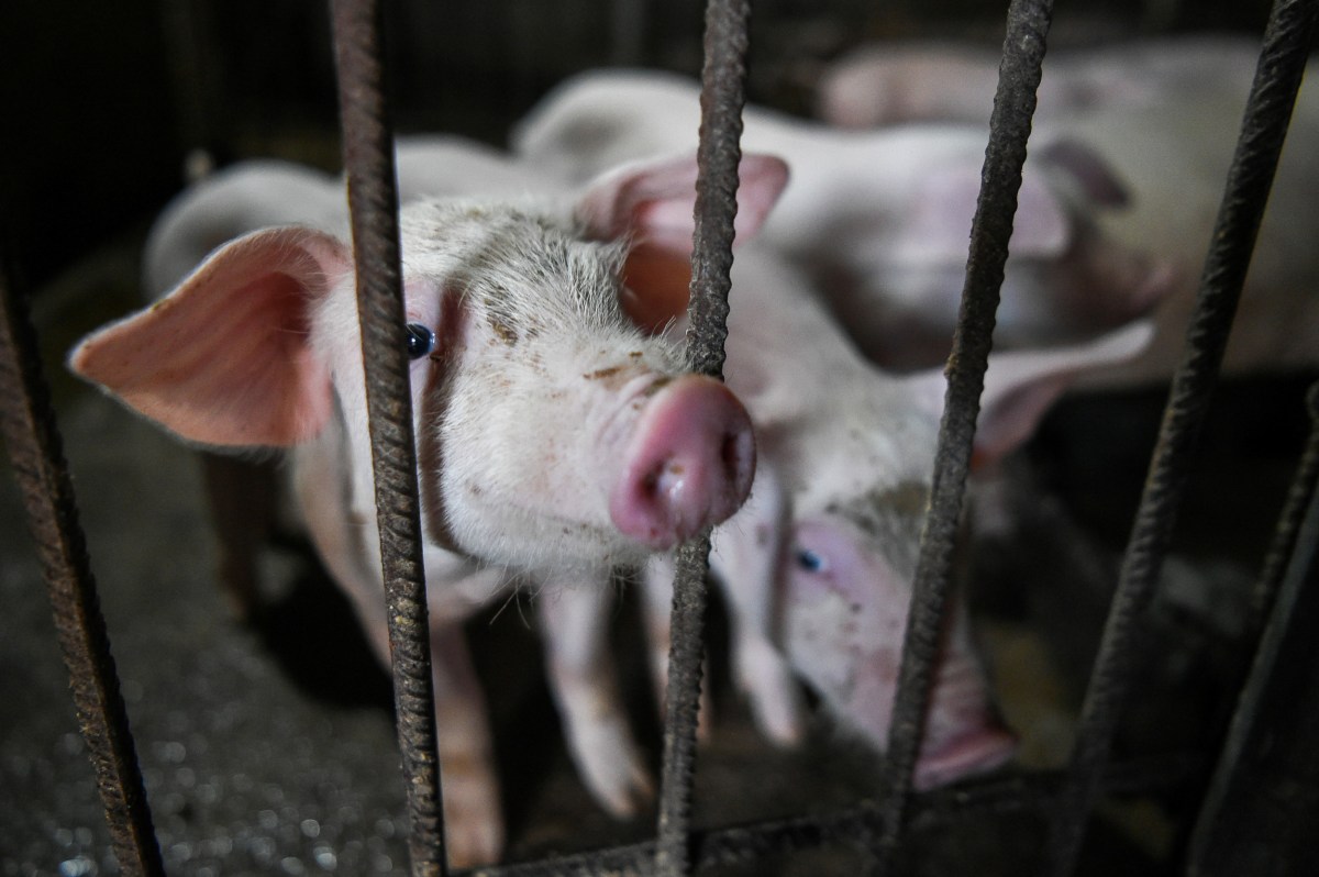 PETA Urges Chinese Researchers to Stop Using Live Animals as Crash Test ...