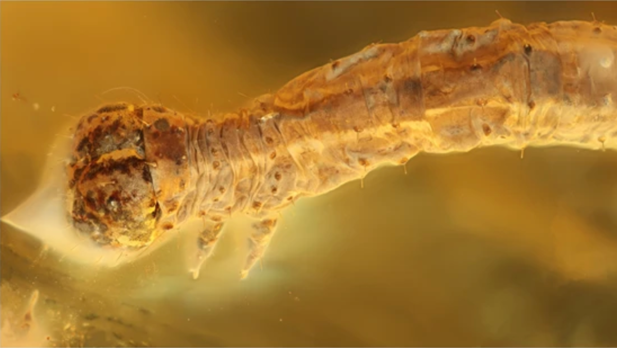 Scientists Discover ‘Exceptional’ 44-million-year-old Caterpillar ...