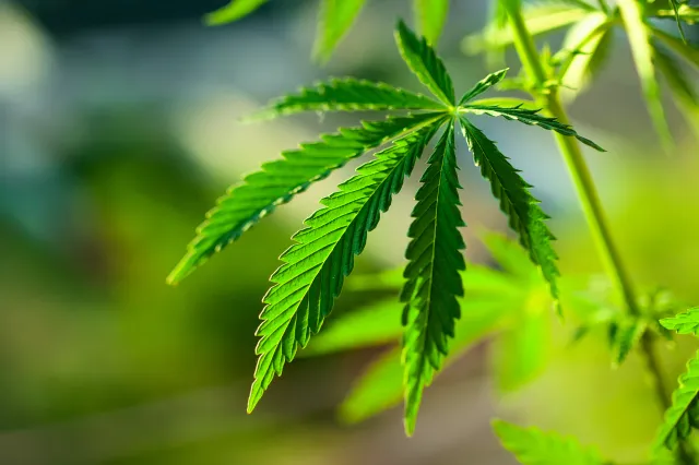 SpaceX Is Flying Cannabis to the ISS so Scientists Can See If It ...