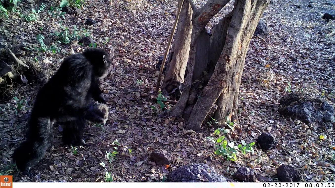 Chimps Throw Rocks at Trees Because of the Sound It Makes, Not Because ...