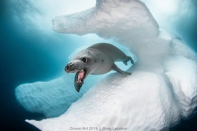 Snooty the Smiling Shark Is so Friendly She’s Become a Local Celebrity ...