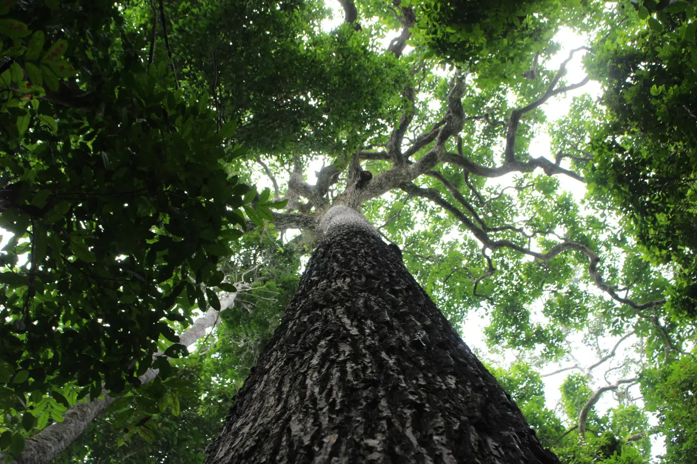 Trees of Amazon Rainforest Are ‘Time Capsule’ of Human Hi... - Newsweek