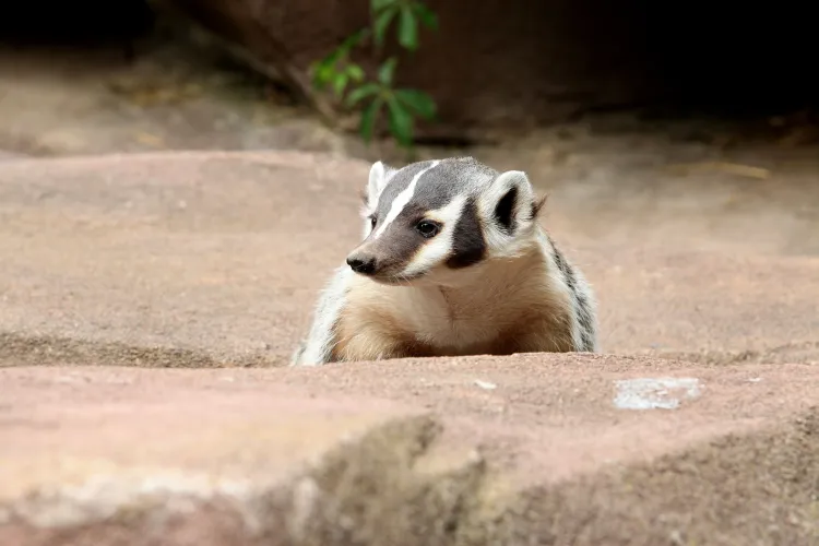 Trump’s Fascination With Badgers Derailed Key Policy Discussions, Book ...