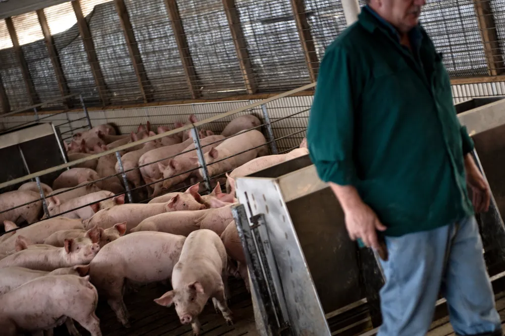 Lawmakers Urge Humane Killing of Pigs Backed up Due to Slaughterhouses ...