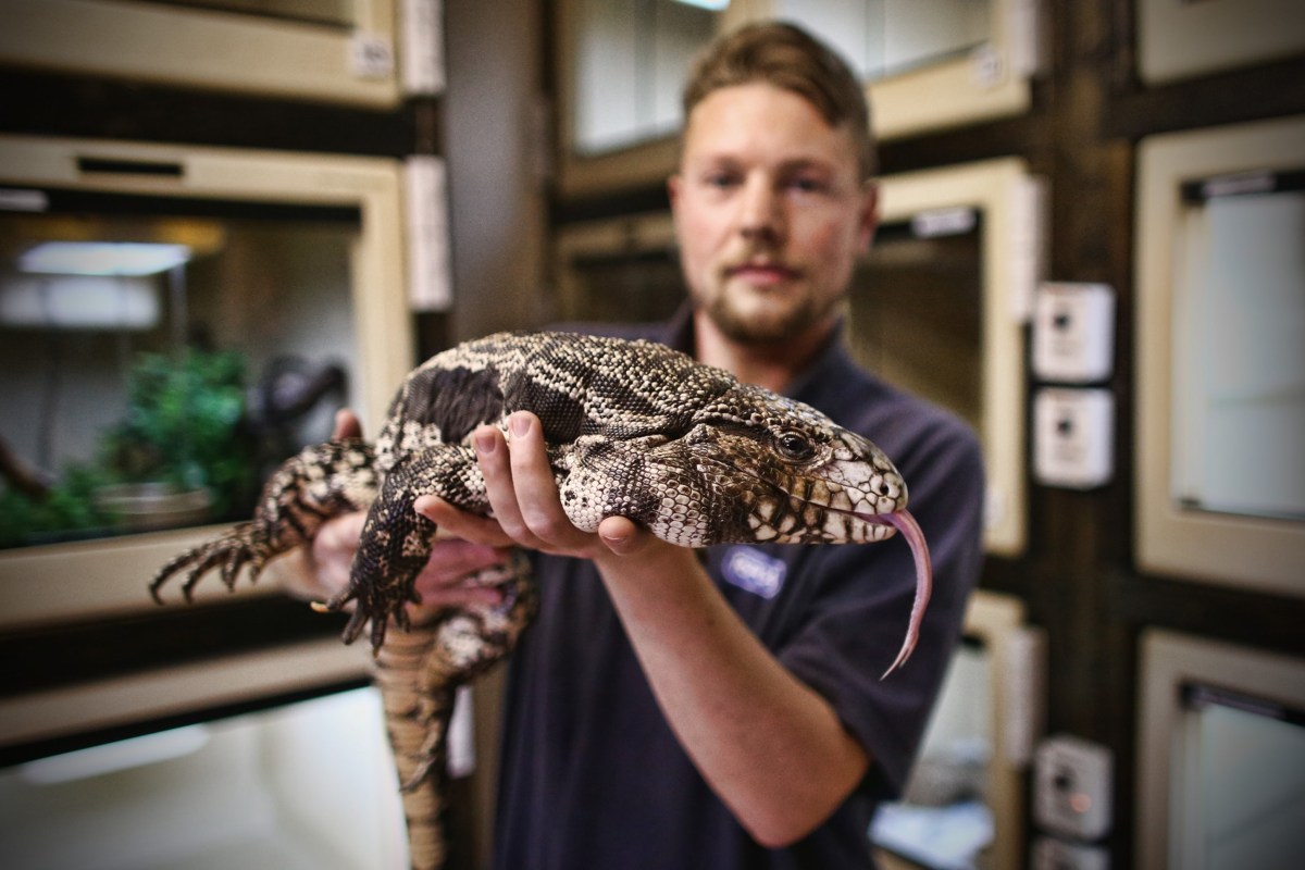 Invasive Species of Giant Lizard Has Settled in Georgia, Wildlife ...