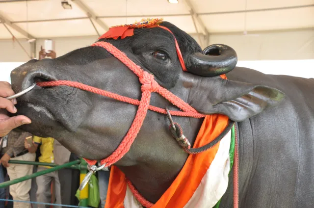 Meet Yuvraj, The 3000-Pound Buffalo Bull Whose Sperm is Worth Millions ...
