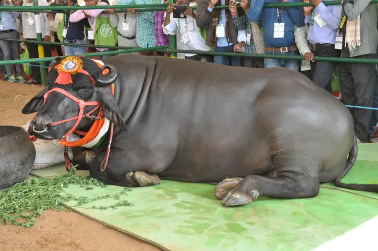 Meet Yuvraj, The 3000-Pound Buffalo Bull Whose Sperm is Worth Millions ...