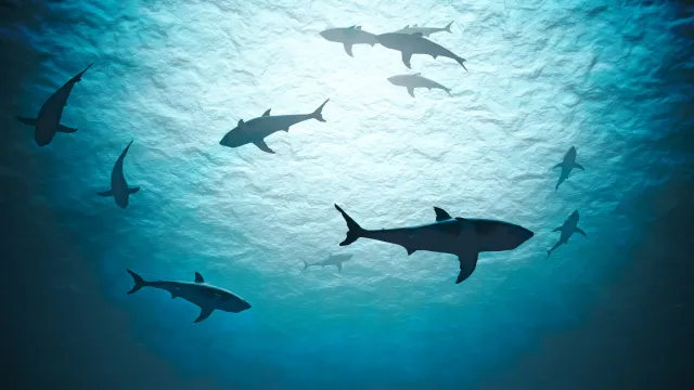 Sharks in Gulf of Mexico Appear to Have Stayed Put During Hurricane ...