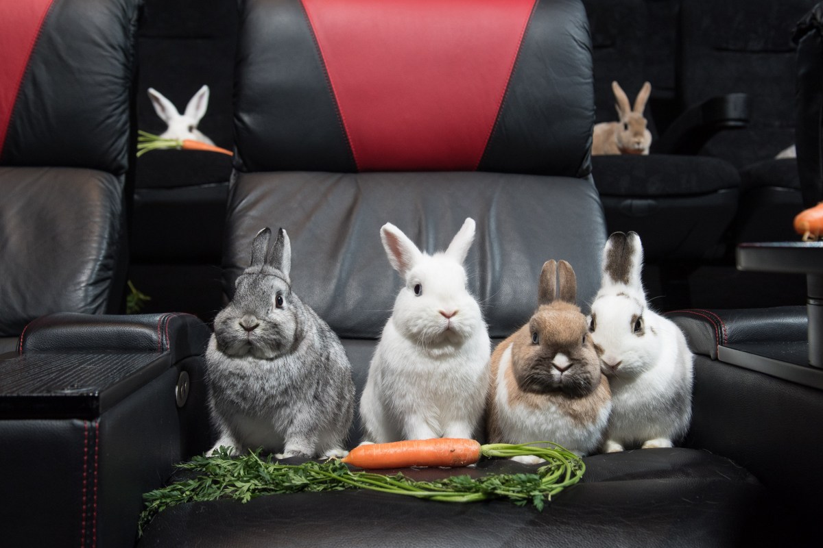 Rabbit, Rabbit: Here’s Why We Invoke Bunnies on the First of Each Month ...
