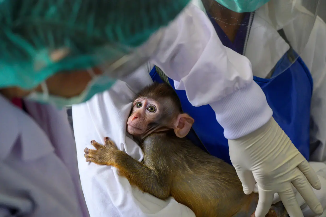 COVID Research Monkeys Destined for Miami Spur First Amen... - Newsweek