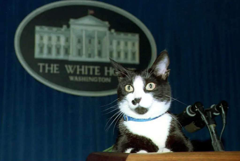 These Are the Presidents Who Had Cats in the White House - Newsweek