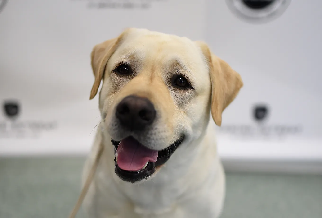25 Dog Breeds That Need a Lot of Exercise - Newsweek