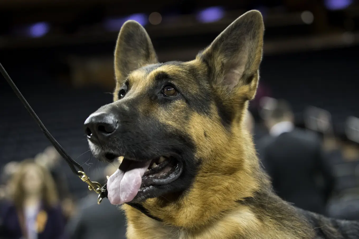 The 20 Smartest Large Dog Breeds - Newsweek