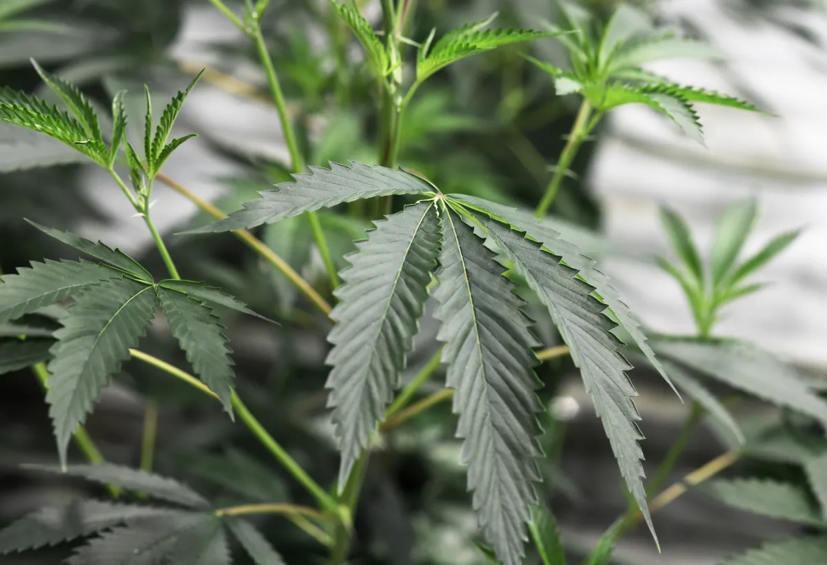 Guide to Cannabinoids: The Differences Between CBD, CBG, CBN and THC ...