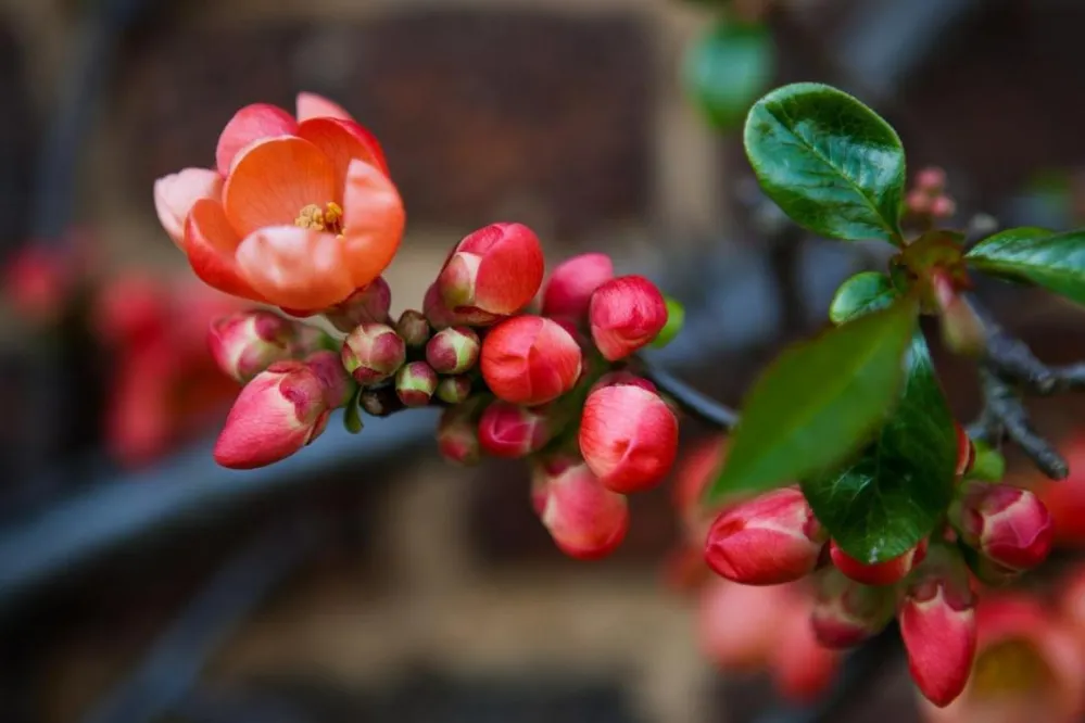 47 Plants That Begin to Bloom in March - Newsweek