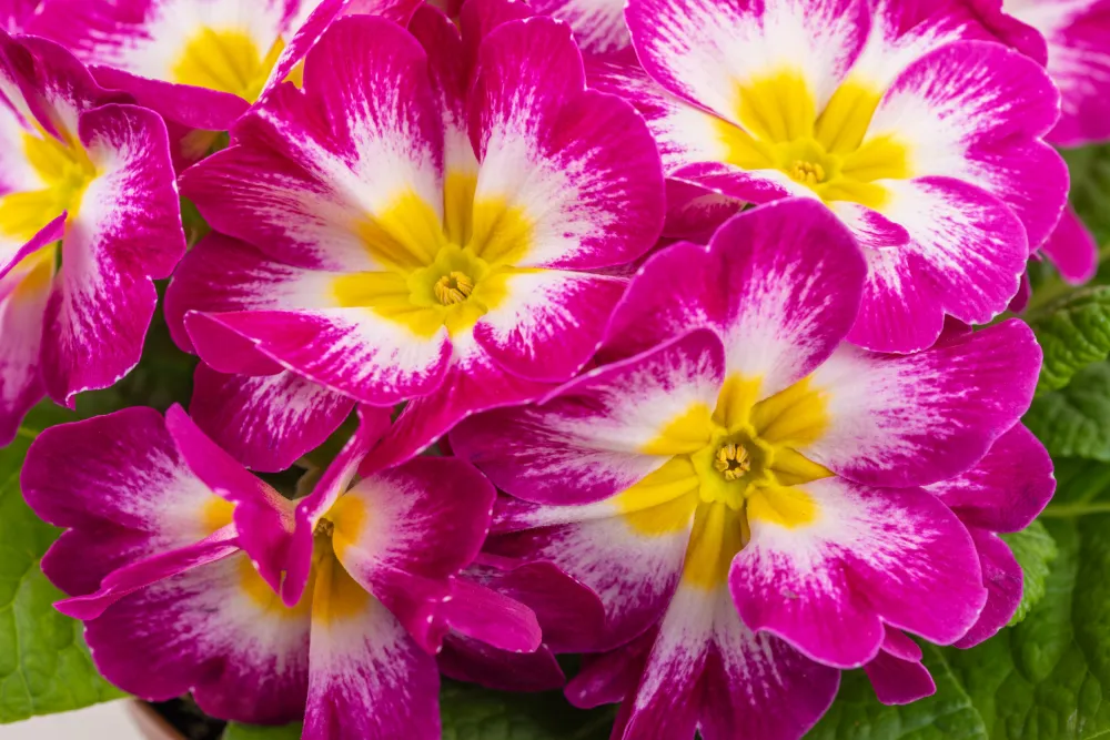 47 Plants That Begin to Bloom in March - Newsweek
