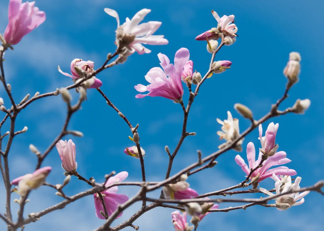 47 Plants That Begin to Bloom in March - Newsweek