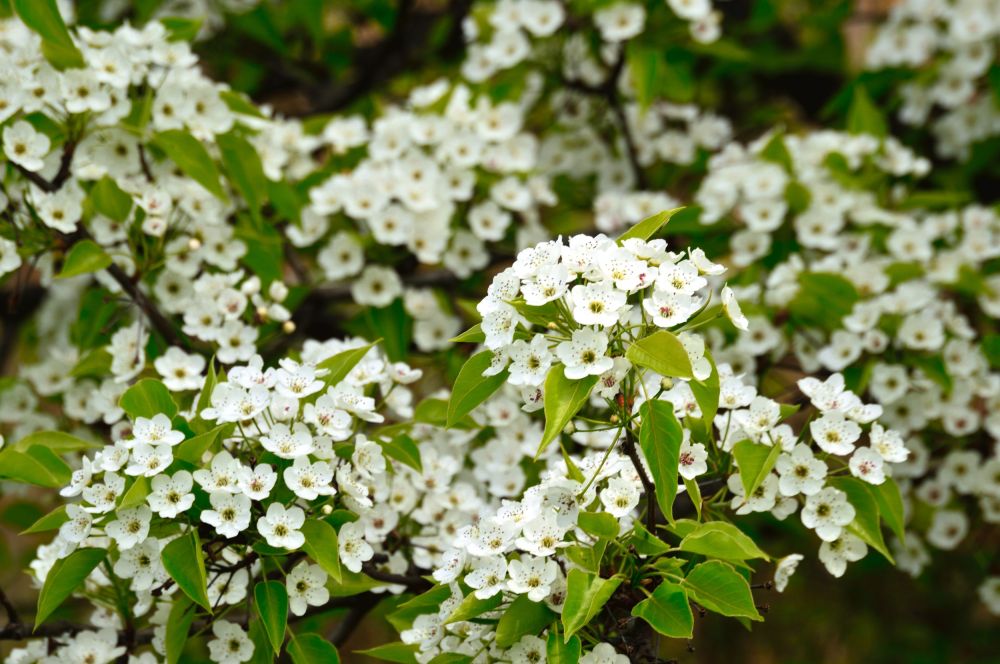 47 Plants That Begin to Bloom in March - Newsweek