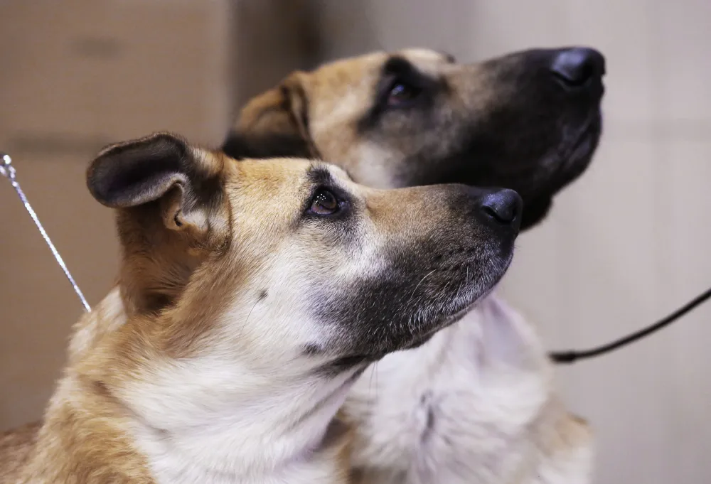 20 Large Dog Breeds That Are Easy to Train - Newsweek