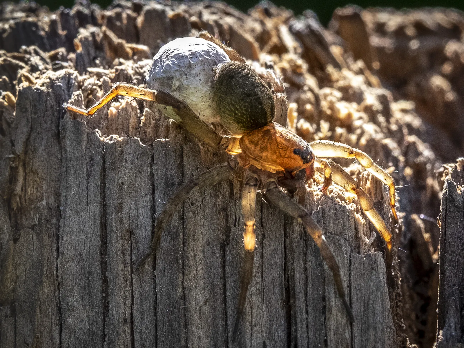 TikToker Goes Viral After Spotting an Enormous Spider in Her Kitchen ...