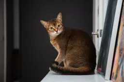 25 Most Loyal Cat Breeds - Newsweek