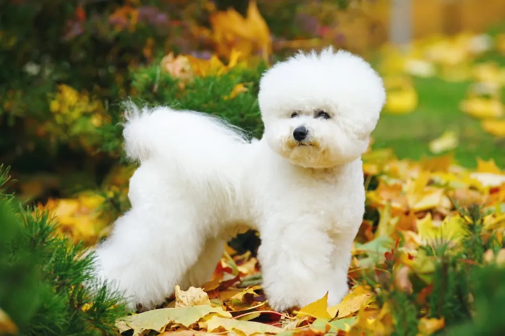 The Top 15 Friendliest Dog Breeds, According to Study - Newsweek